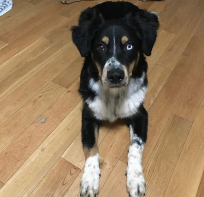 Border Sheepdog Mixed Dog Breed | DogPack