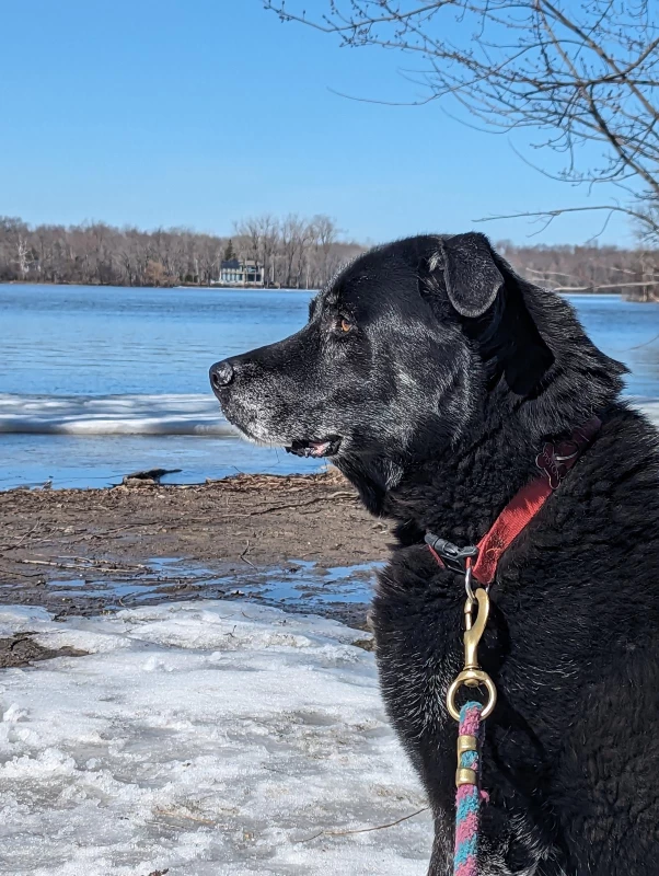 Black Labrador - Dog Breed Description and Photos | DogPack
