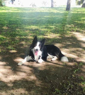 Border Jack - Dog Breed Description and Photos | DogPack