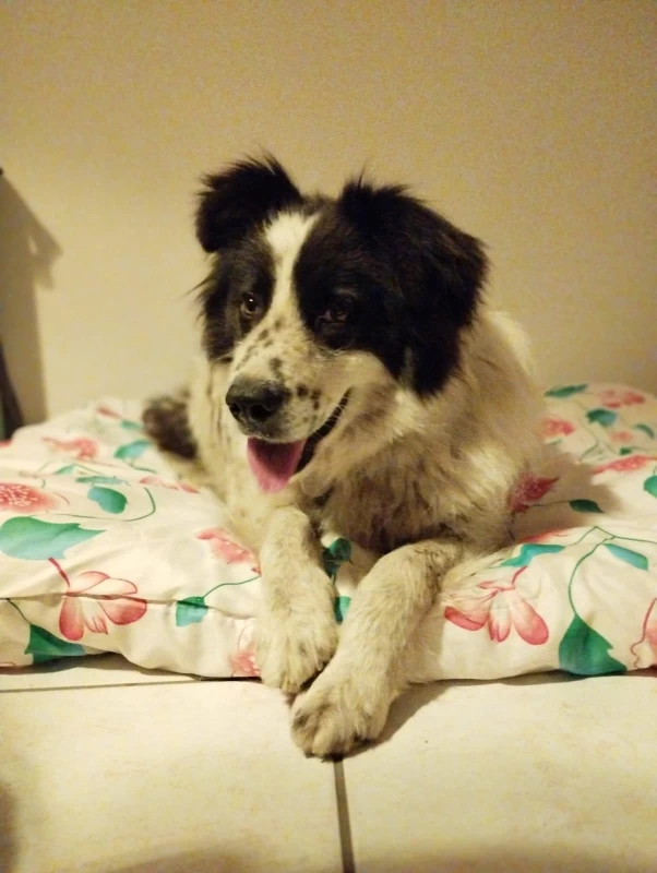 Bucovina Shepherd - Dog Breed Description and Photos | DogPack