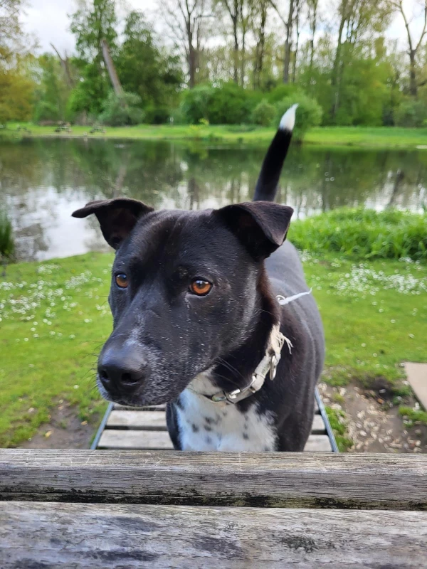 Kintamani-Bali Dog - Dog Breed Description and Photos | DogPack