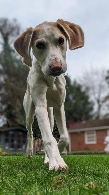 Lakeland Trailhound - Dog Breed Description and Photos | DogPack