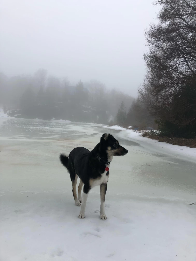 Middle Eastern Village Dog - Dog Breed Description and Photos | DogPack