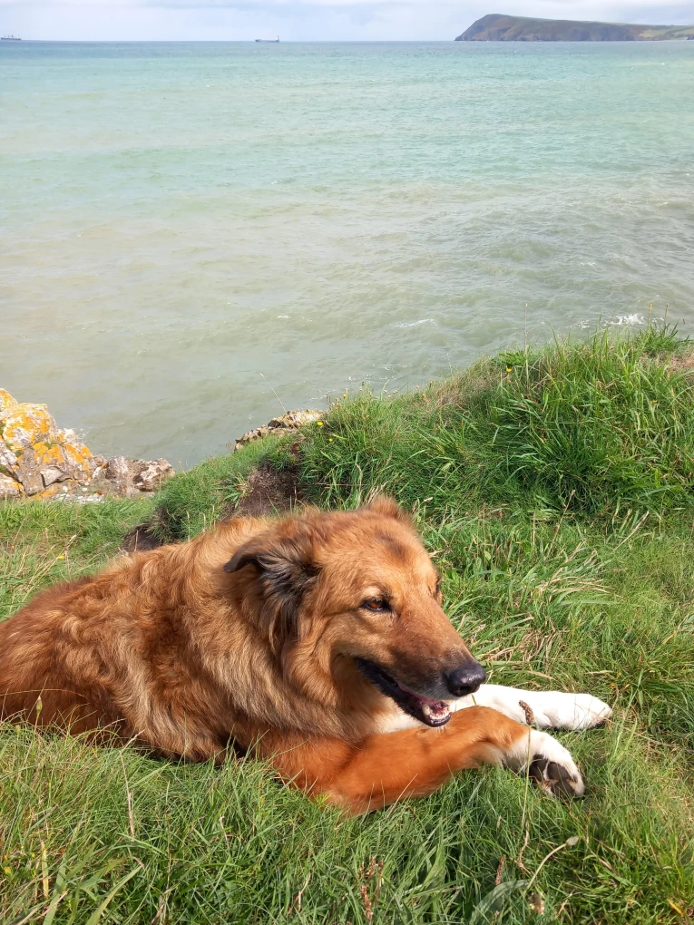 Welsh Sheepdog - Dog Breed Description and Photos | DogPack