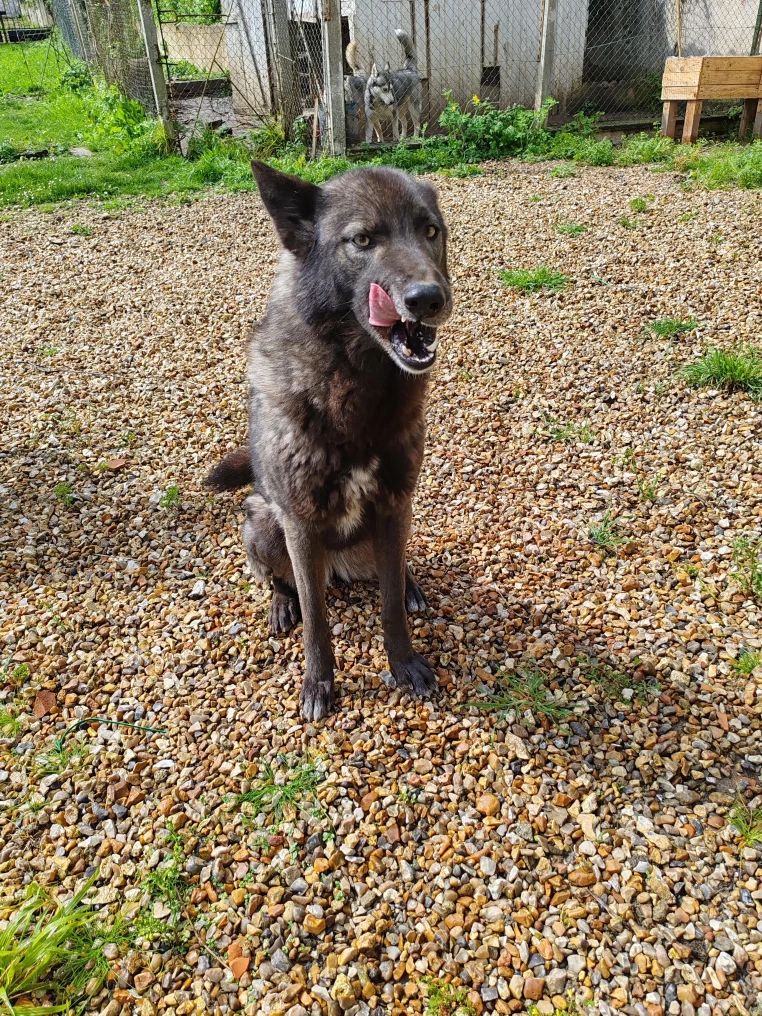 Old Inuit Dog (Canadian Eskimo Dog) | DogPack
