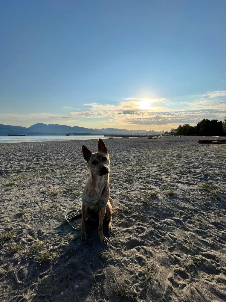 Phu Quoc Ridgeback | DogPack