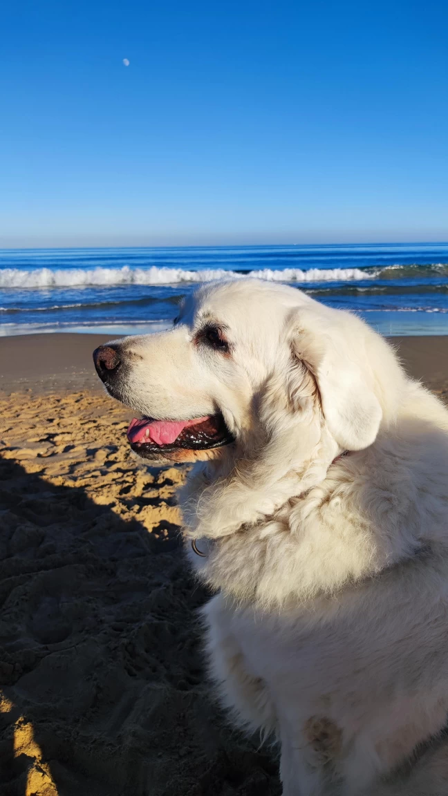 Tatra Sheepdog - Dog Breed Description and Photos | DogPack