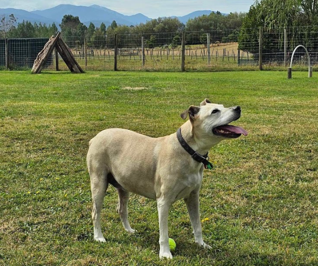 Zoomie Zone dog Service in Upper Hutt, Wellington | Reviews and contact ...