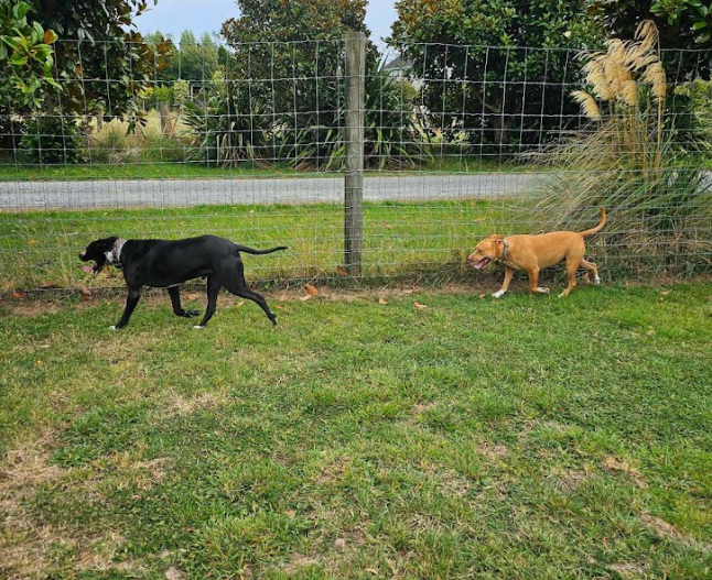 Zoomie Zone dog Service in Upper Hutt, Wellington | Reviews and contact ...