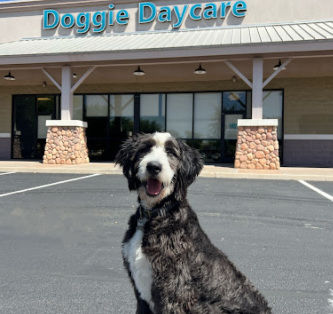 HeartStrings Pet Resort | DogPack