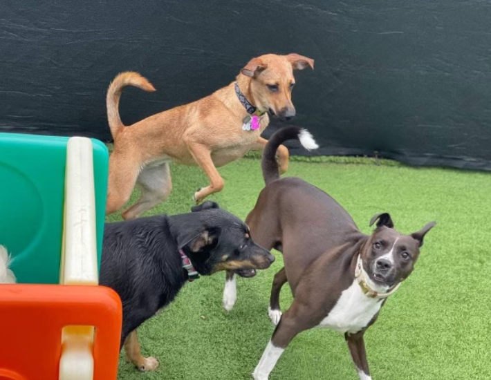 Home Pack Pups dog Service in Carver, Minnesota | Reviews and contact ...