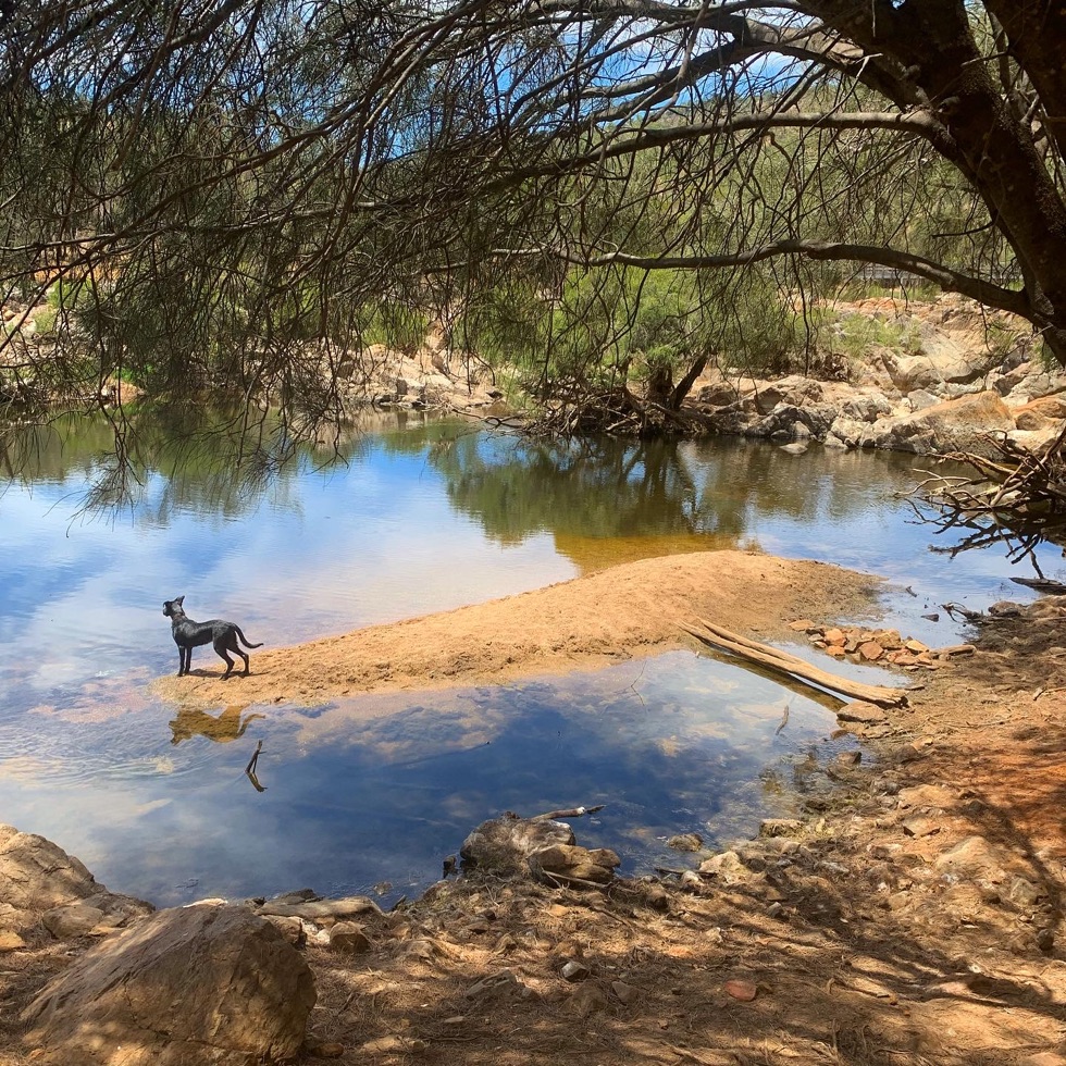 Bells Rapids Park | DogPack
