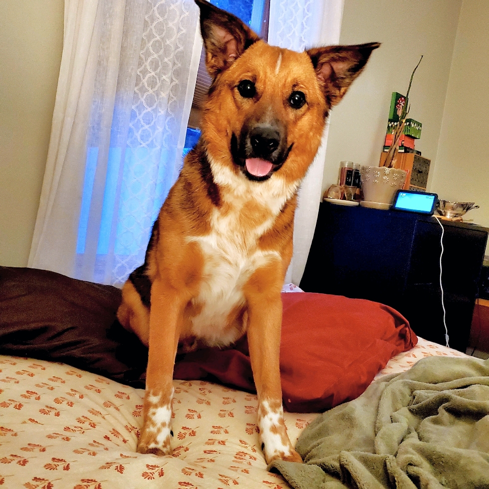 Tails & Trails Dog Park | DogPack