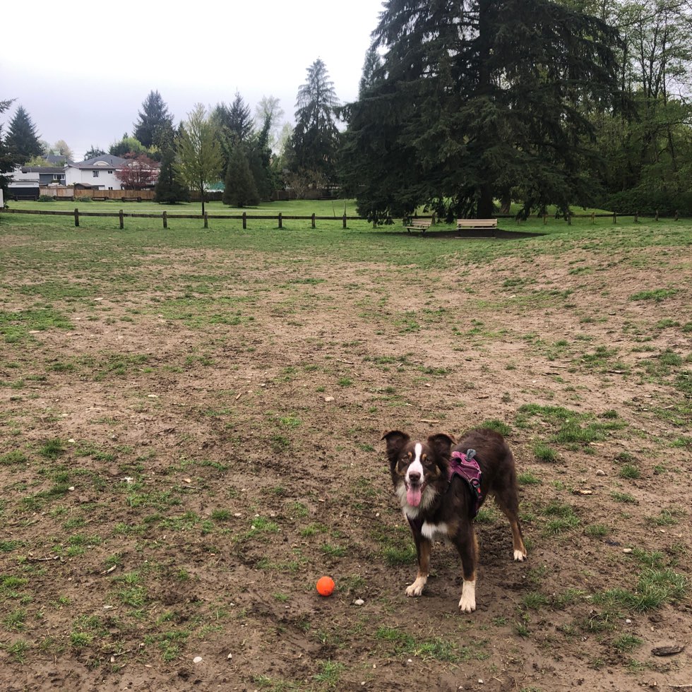 Miller Park - Off Leash Dog Park | DogPack Miller Park - Off Leash Dog Park | DogPack