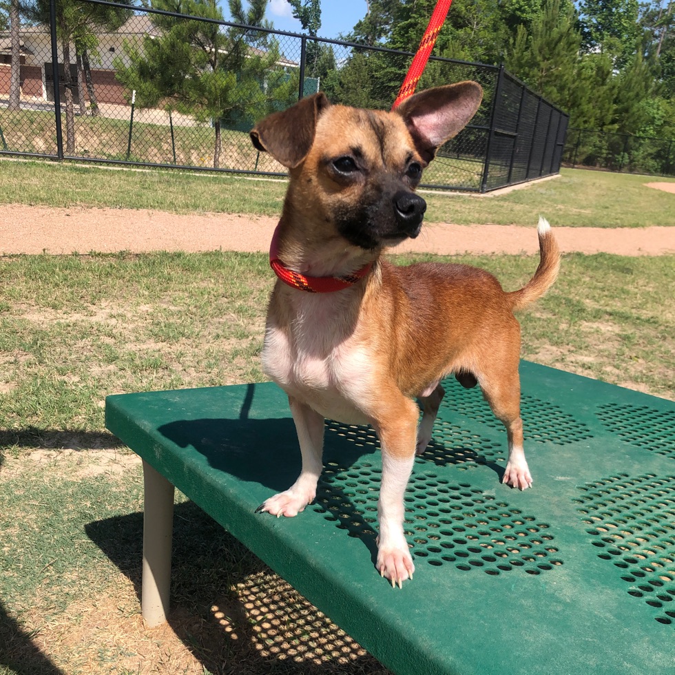 Atascocita Park Little & Big Dog Parks | DogPack Atascocita Park Little & Big Dog Parks | DogPack