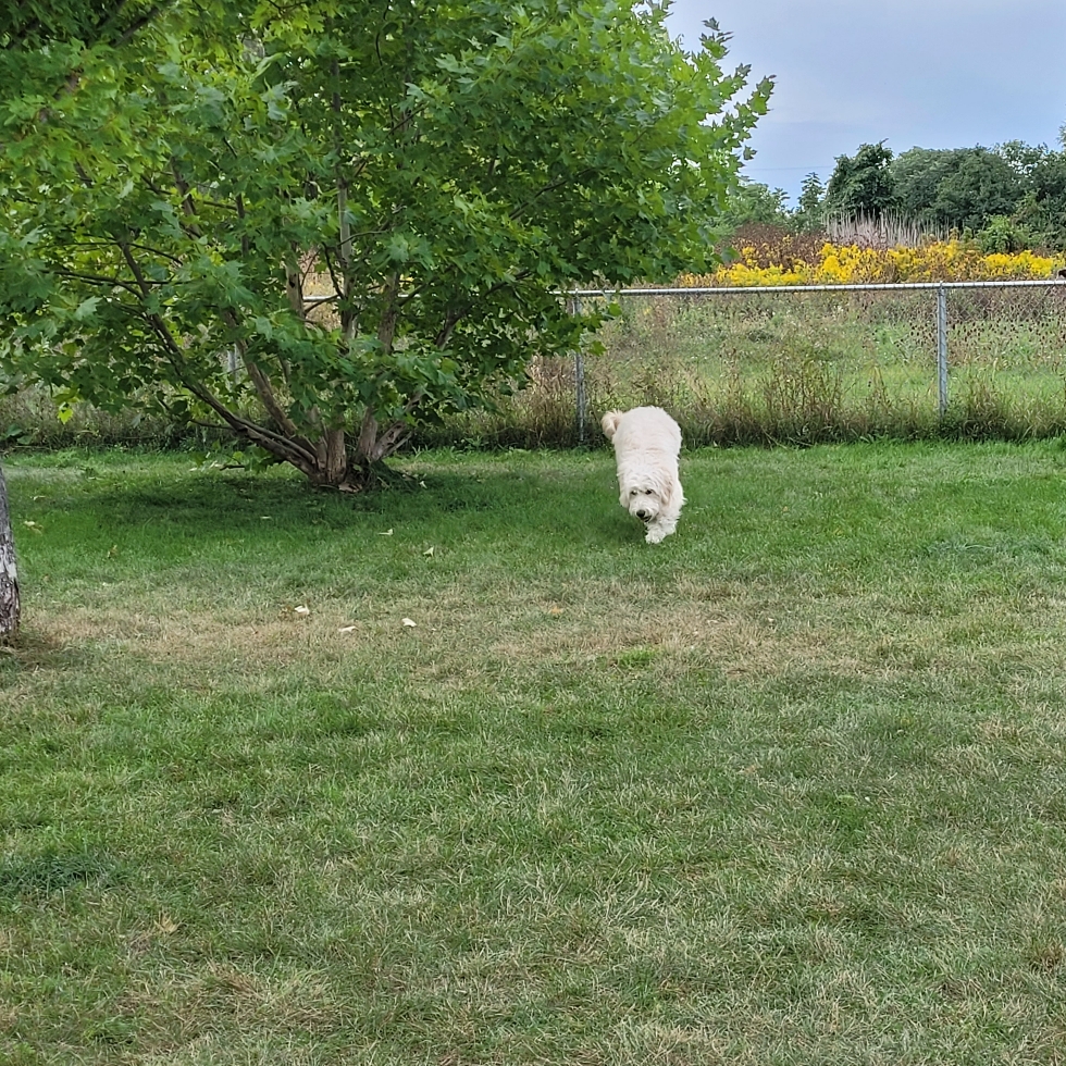Woolwhich Offleash Dog Park | DogPack Woolwhich Offleash Dog Park | DogPack