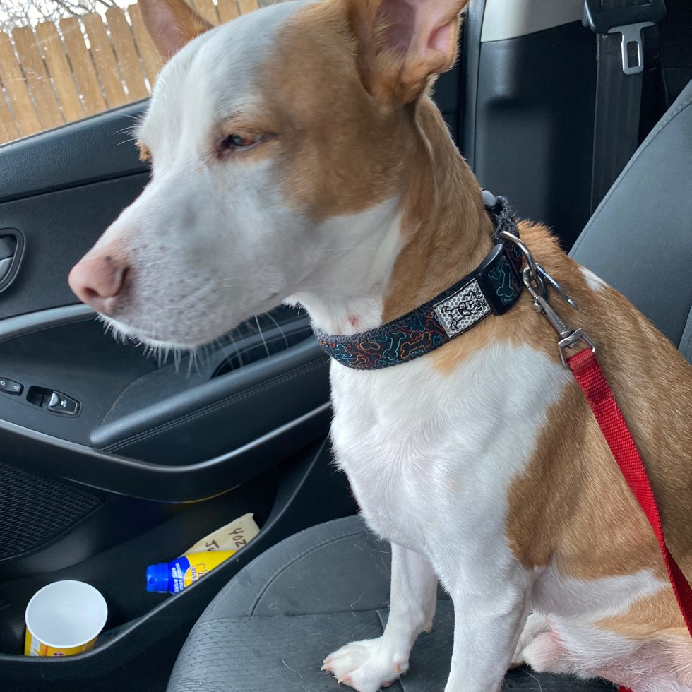 Pierre Radisson Dog Park Dog Park in Saskatoon | Reviews and A...