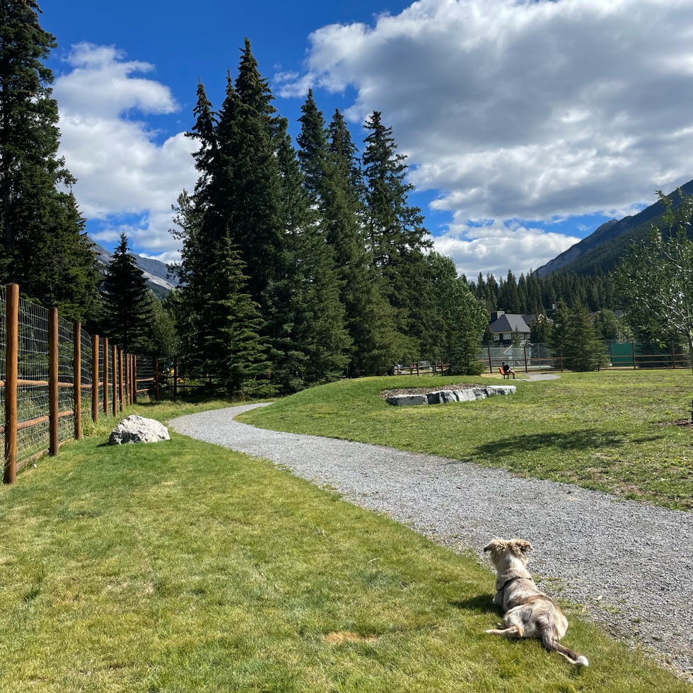 Banff Recreation Grounds Dog Park Dog Park in Banff | Reviews ...