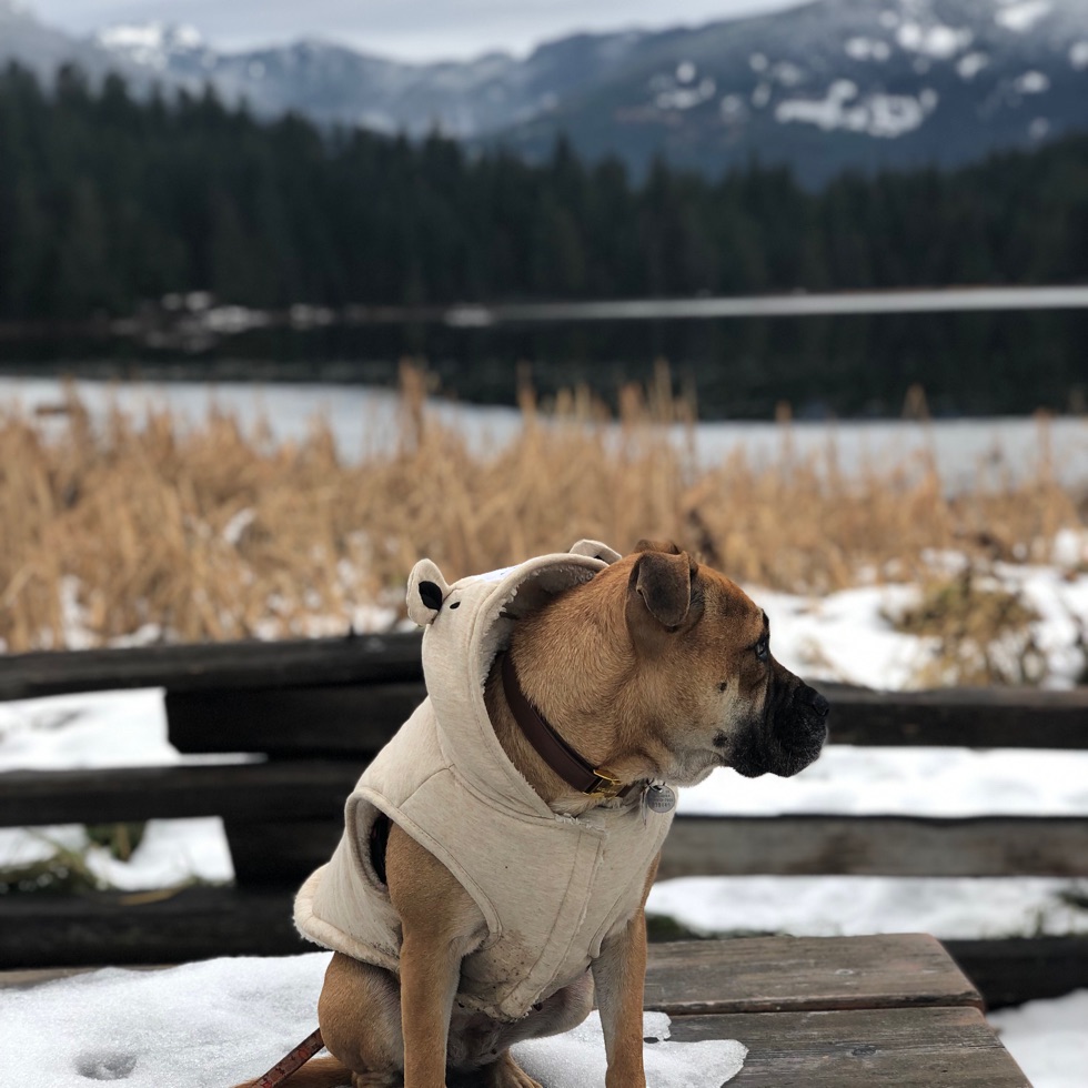 Canine Cove, Whistler Dog Park in Whistler Resort | Reviews an...