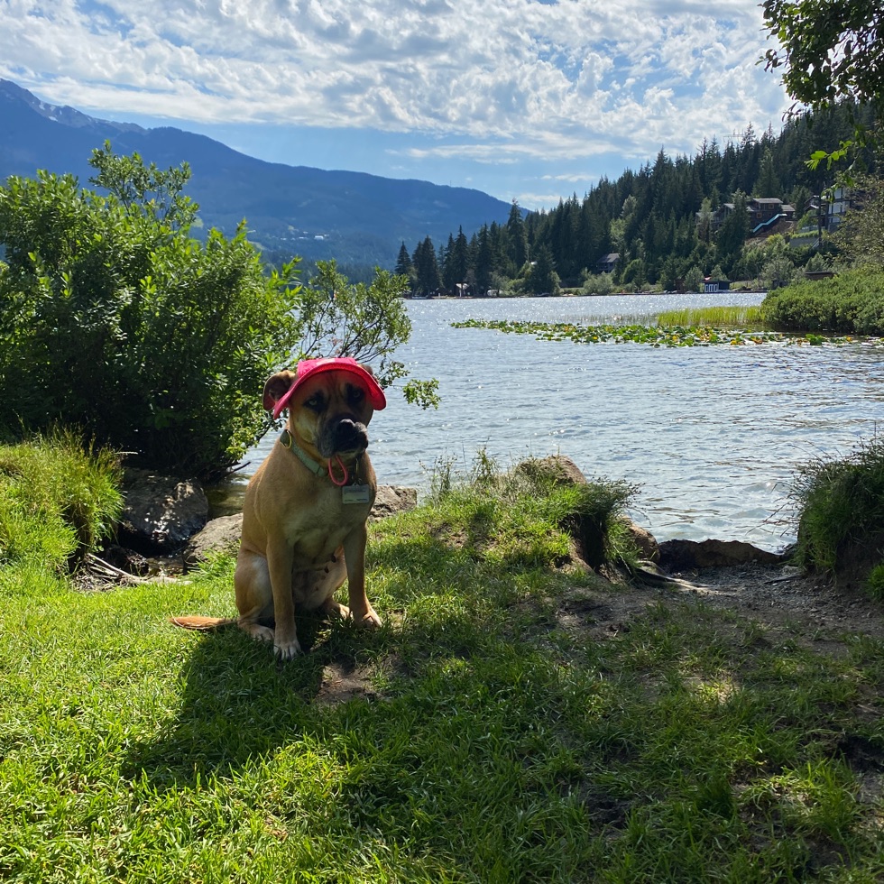 Alpha Lake Park Dog Park in Whistler Resort | Reviews and Amen...