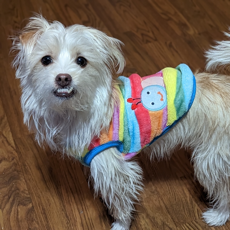 Corner Brook Dog Park Dog Park in Corner Brook | Reviews and A...