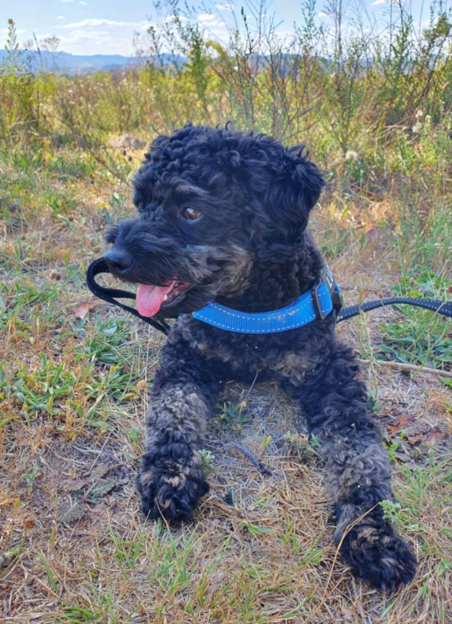 Cooleman Ridge Nature Reserve Dog Park in Canberra | Reviews a...