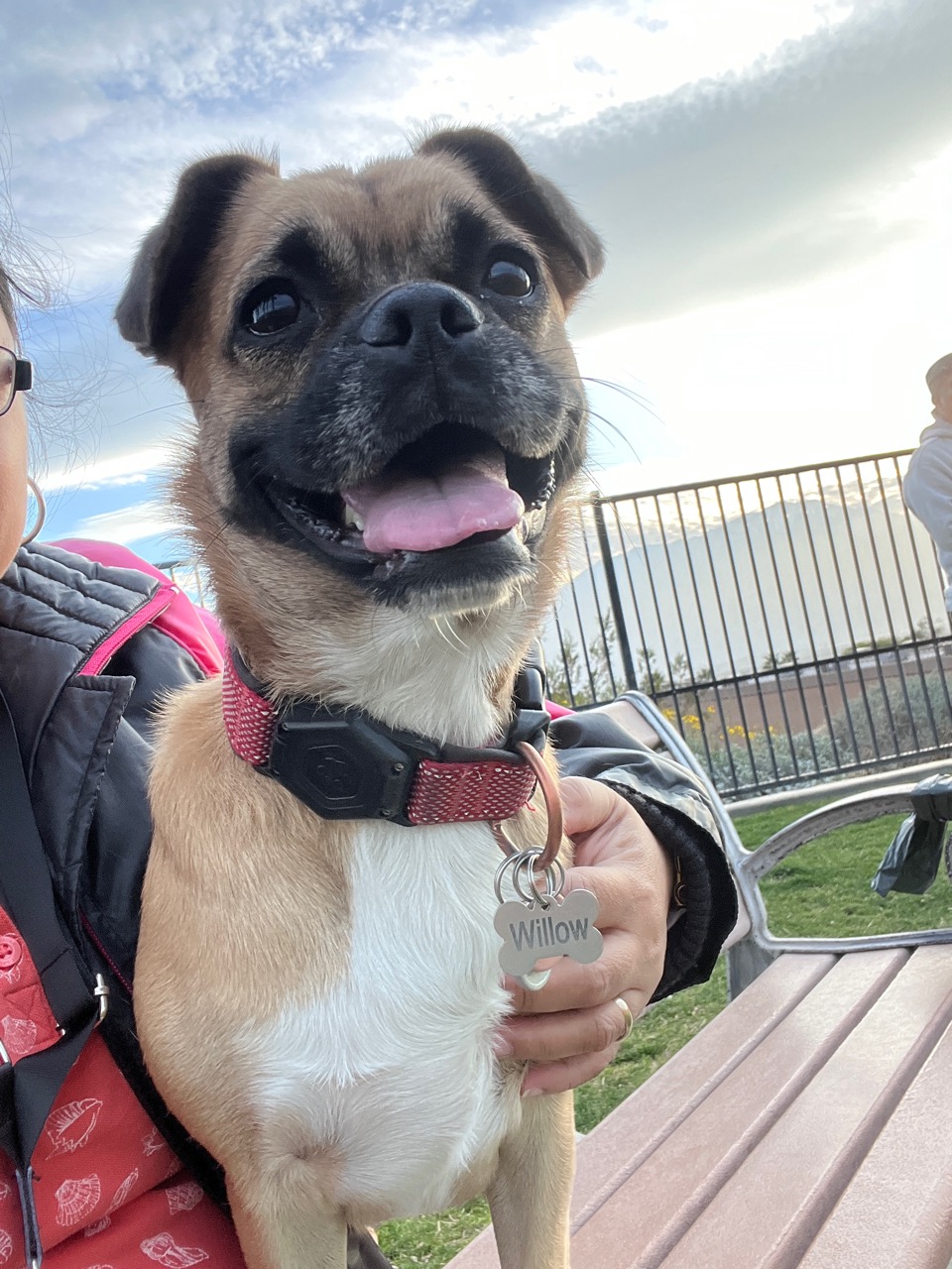 DHS Rotary Dog Park Dog Park in Desert Hot Springs | Reviews a...