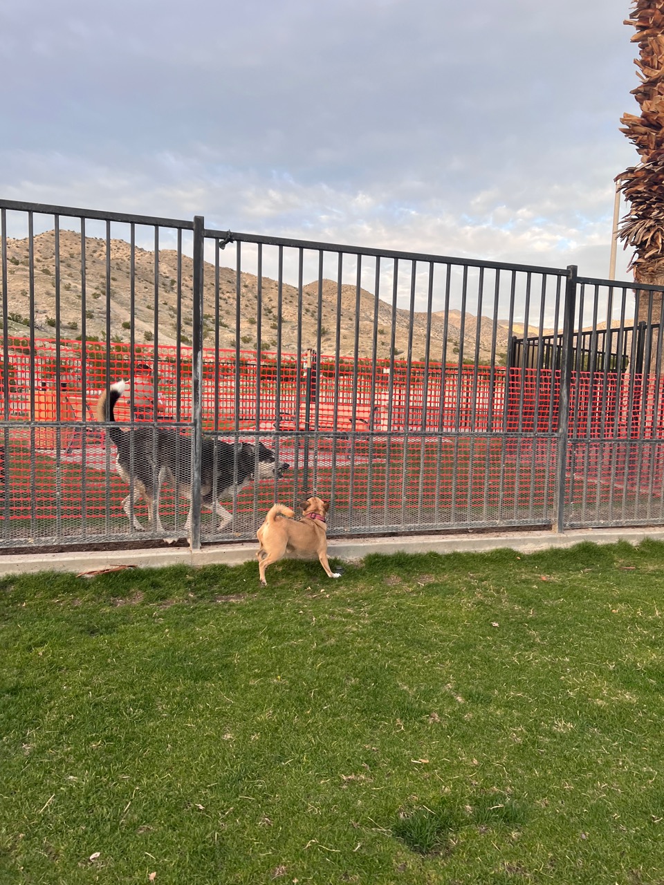 DHS Rotary Dog Park Dog Park in Desert Hot Springs | Reviews a...