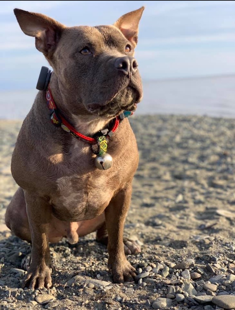 Chanshtnu Muldoon Dog Park Dog Park in Anchorage | Reviews and...