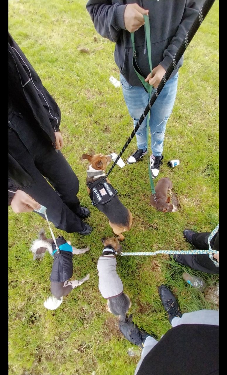 Bells Field Dog Park in Cork | Reviews and Amenities