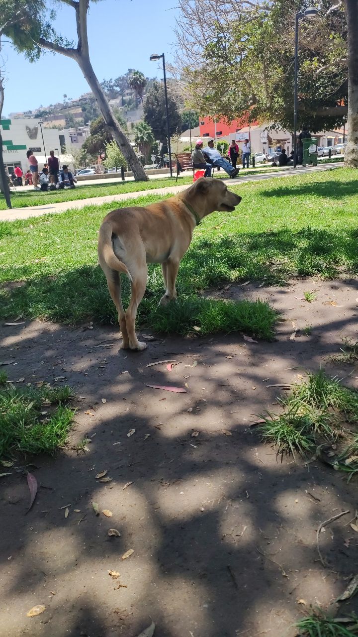 Parque Revolución Dog Park in Ensenada | Reviews and Amenities