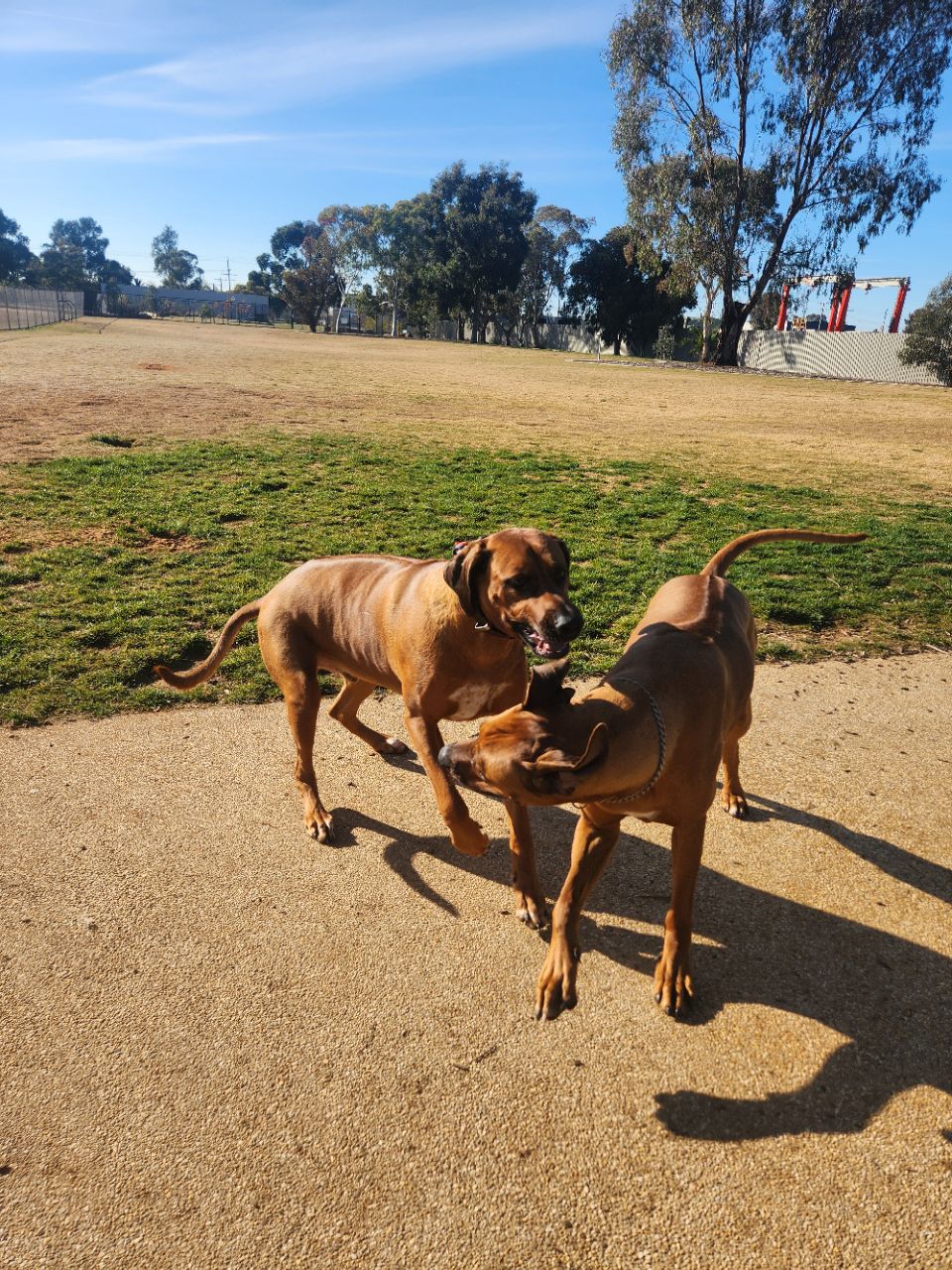 Echuca Recreation Reserve Dog Park Dog Park in Echuca-Moama