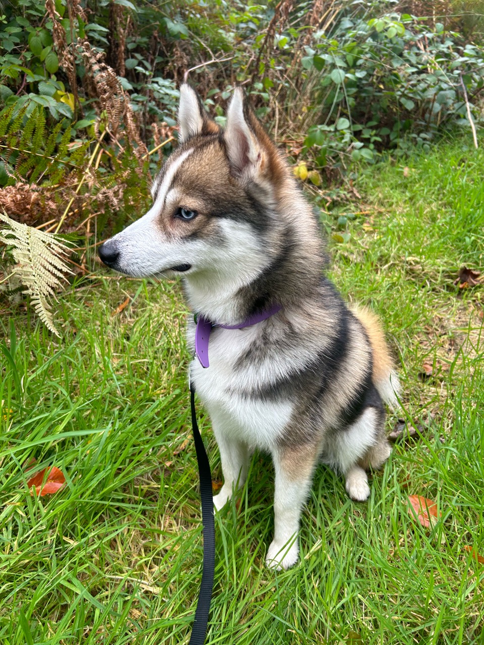 Farran Forest Park Dog Park in Cork | Reviews and Amenities