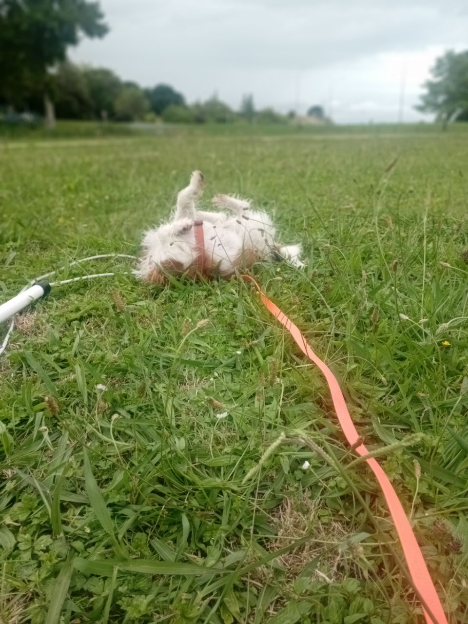 Dog Run Napier Dog Park in Westshore | Reviews and Amenities