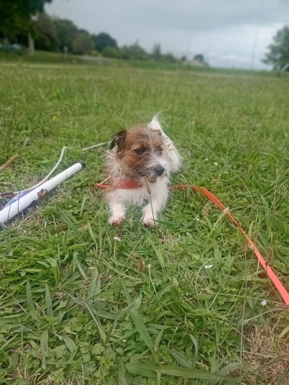 Dog Run Napier Dog Park in Westshore | Reviews and Amenities