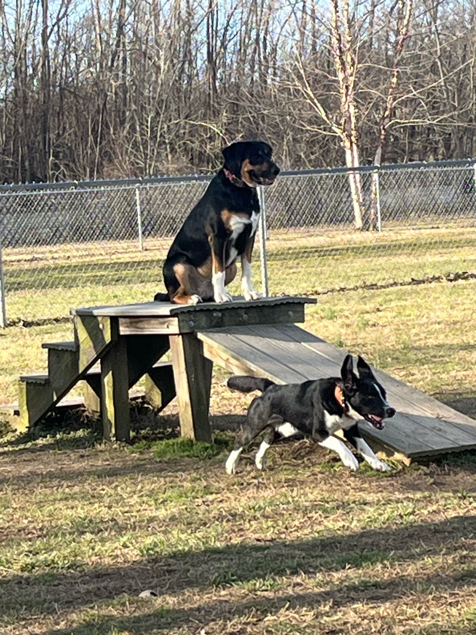 Hendersonville Bark Park Dog Park in Hendersonville | Reviews ...