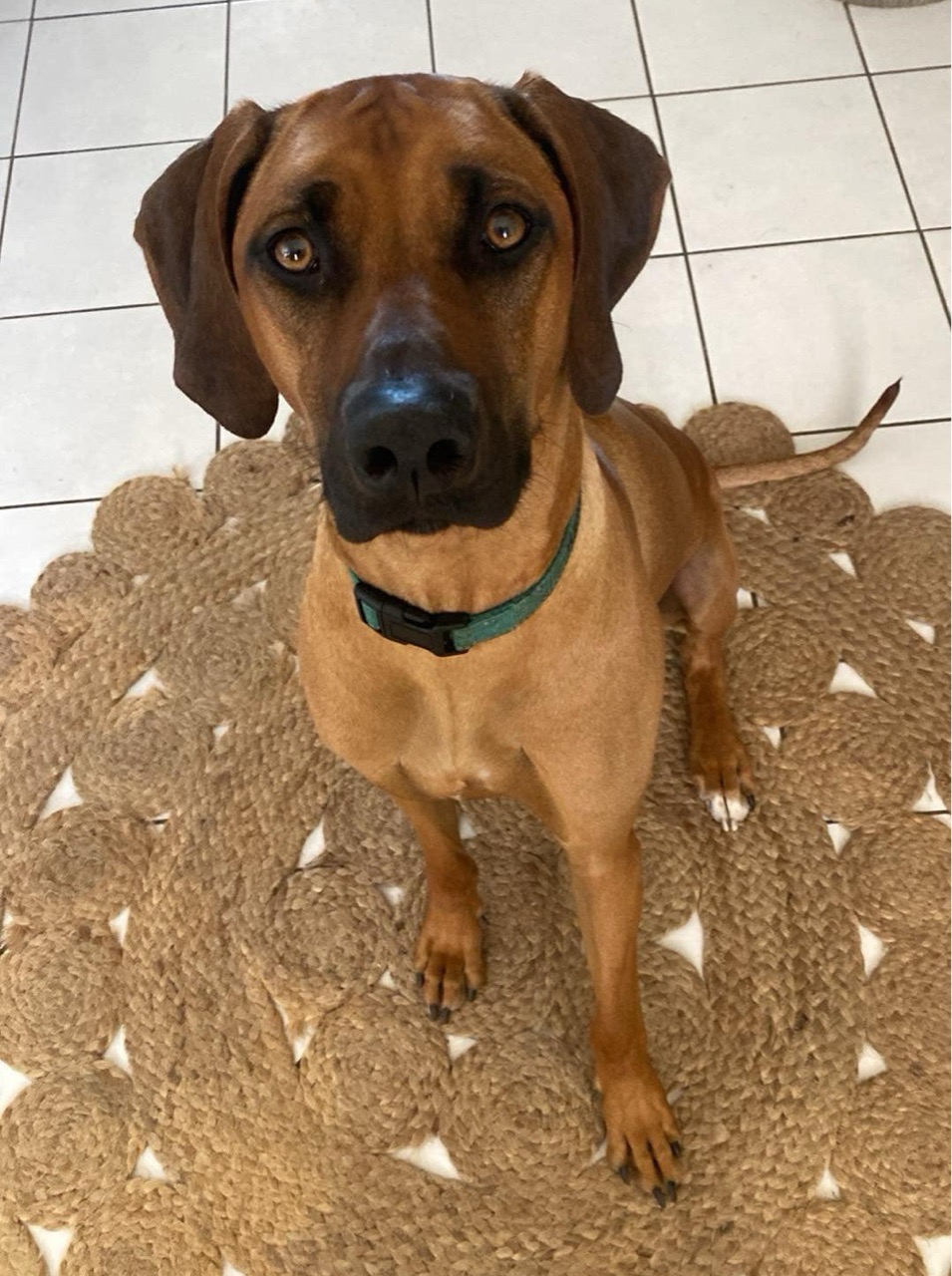 Lynbrook Dog Park Dog Park in Melbourne | Reviews and Amenities