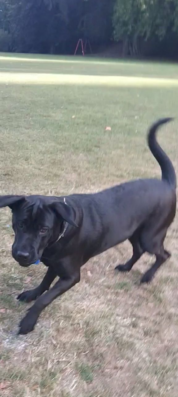 Neale Park Dog Park in Nelson | Reviews and Amenities