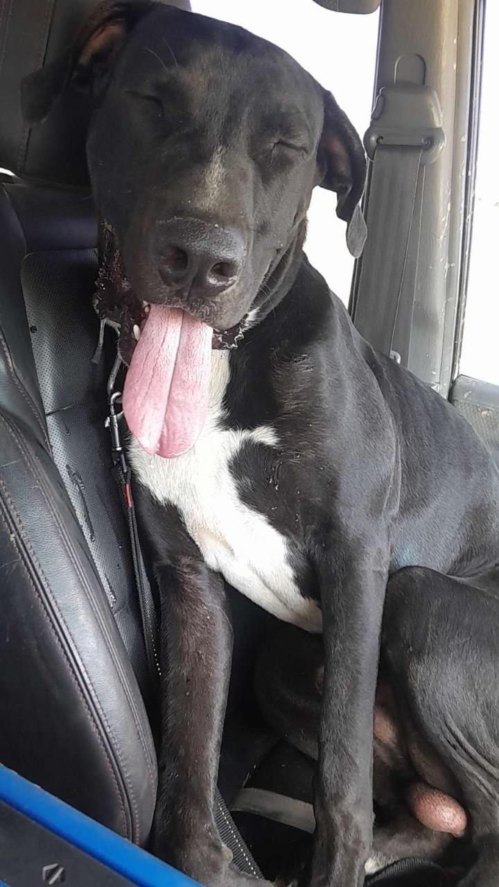 Echuca Recreation Reserve Dog Park Dog Park in Echuca-Moama