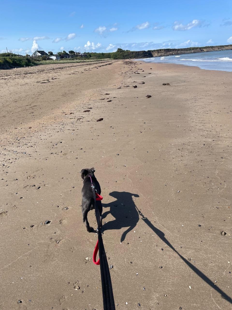 Rush North Beach Dog Park in Rush | Reviews and Amenities