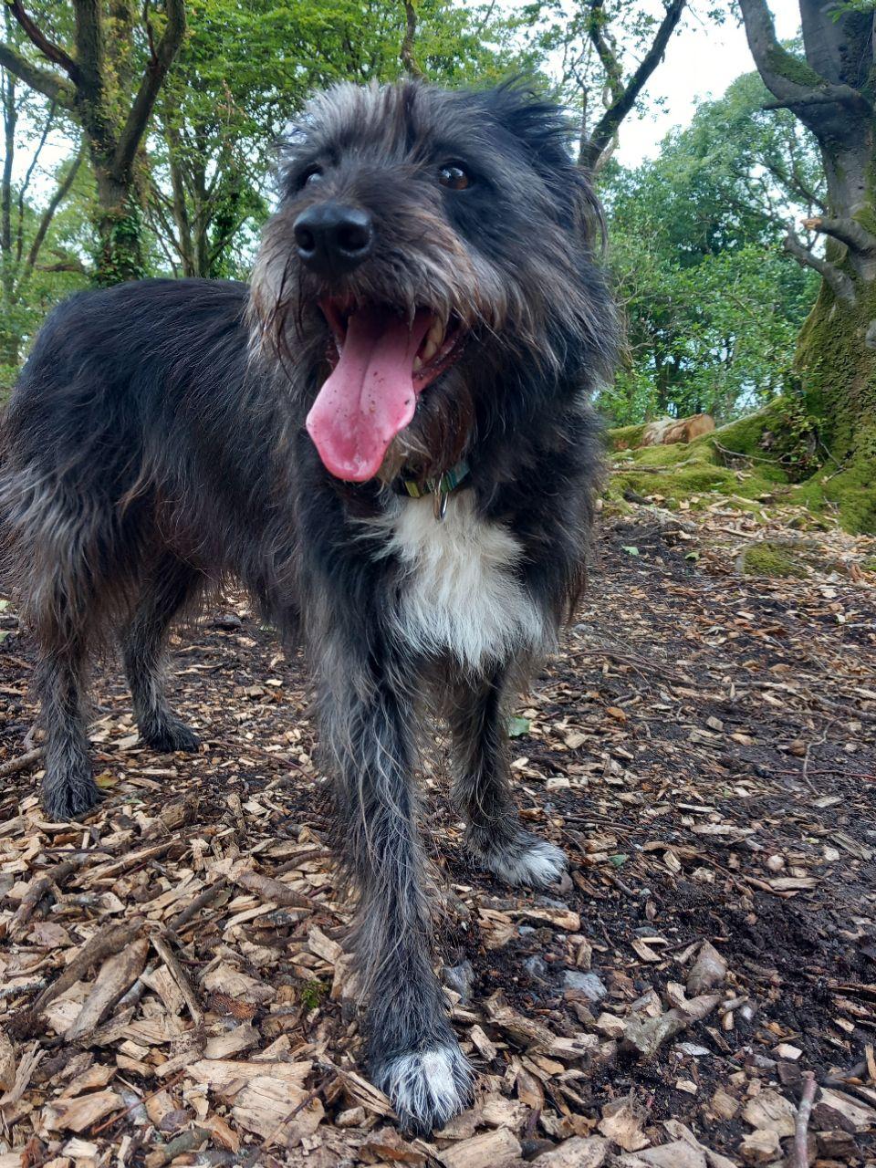 Cappagh Park Dog Park in Galway | Reviews and Amenities