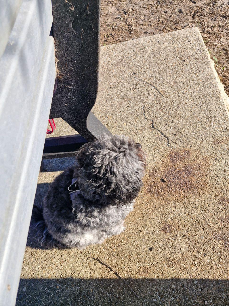 Sandfield Reserve Dog Off Leash Area Dog Park in Melbourne | R...