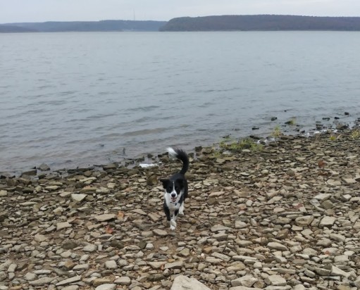 Sequoyah Bay State Park Dog Park in Wagoner | Reviews and Amen...