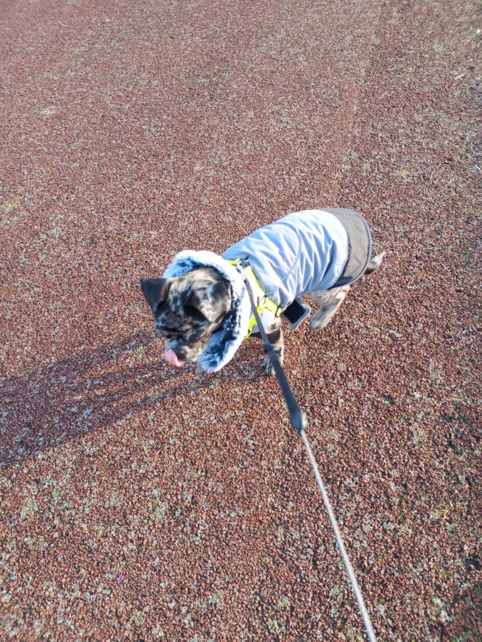 Phoenix Park Dog Park in Runcorn | Reviews and Amenities