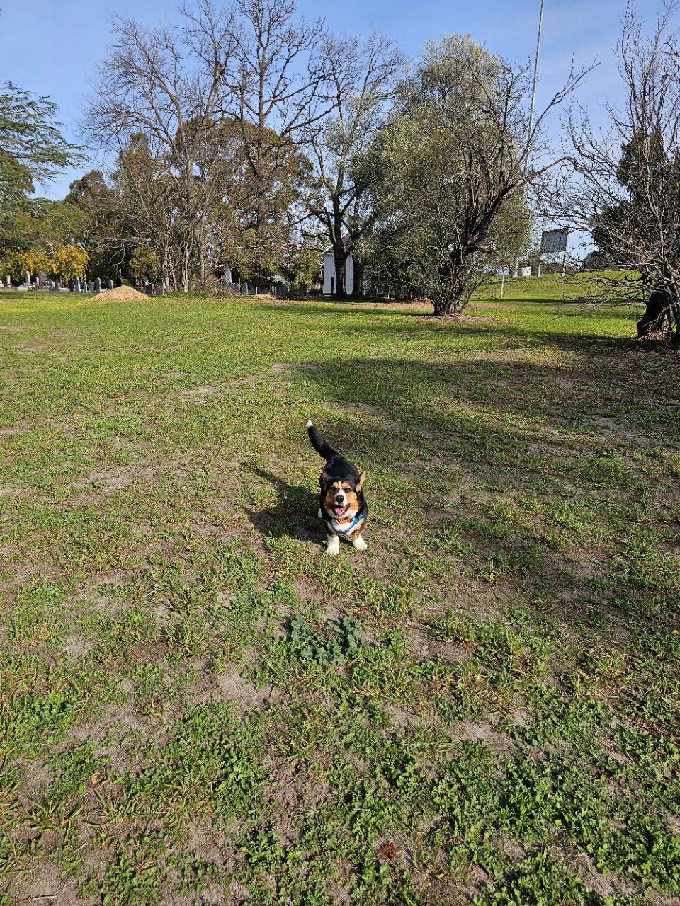 Anthony Beale Reserve Dog Park in Melbourne | Reviews and Amen...