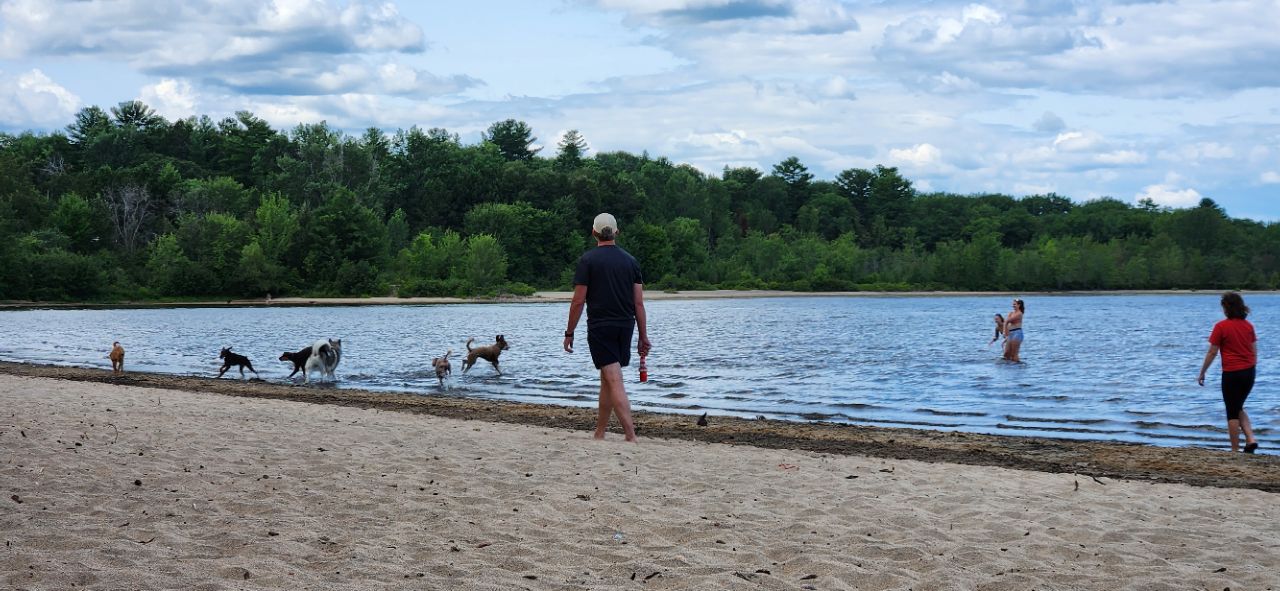 Black Bear Beach Dog Park in Petawawa | Reviews and Amenities